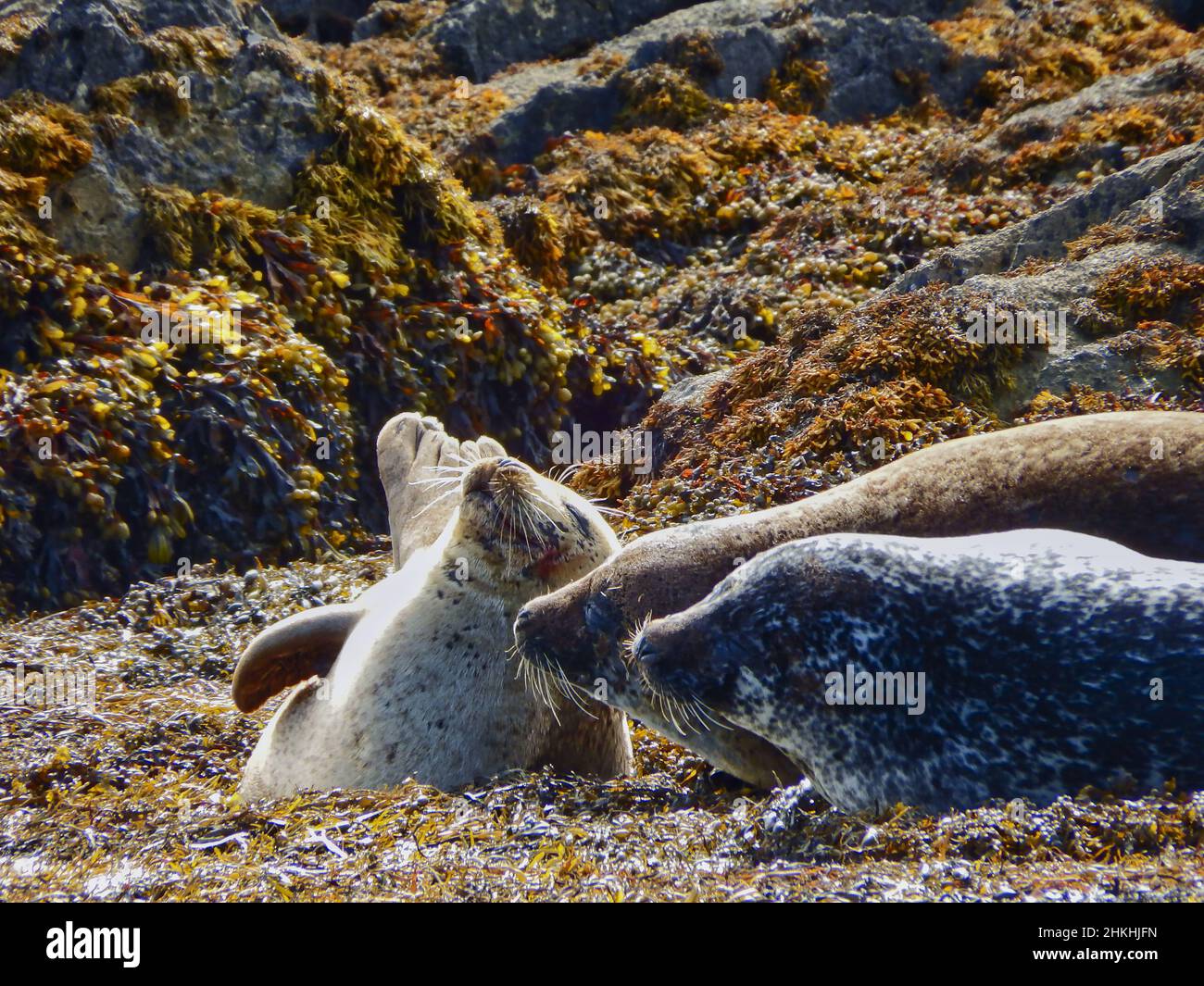 Harbor seals laying on hi-res stock photography and images - Alamy