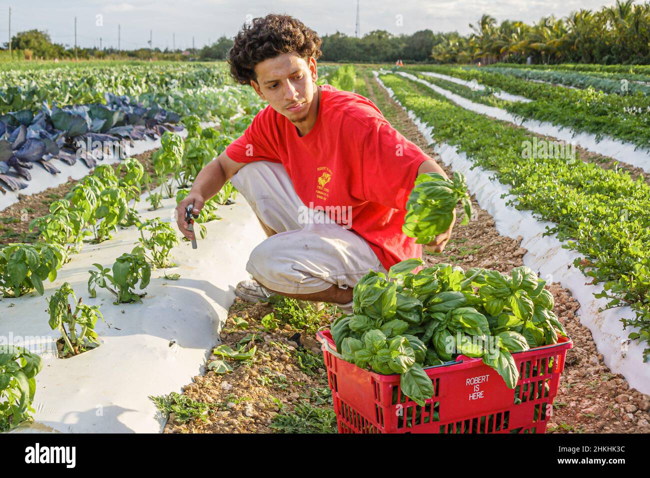 Hispanic male man employee harvesting basil herb agriculture hi-res ...