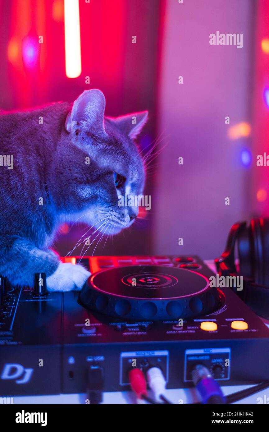 DJ cat mixing set club party pet animal time music concert Stock Photo ...