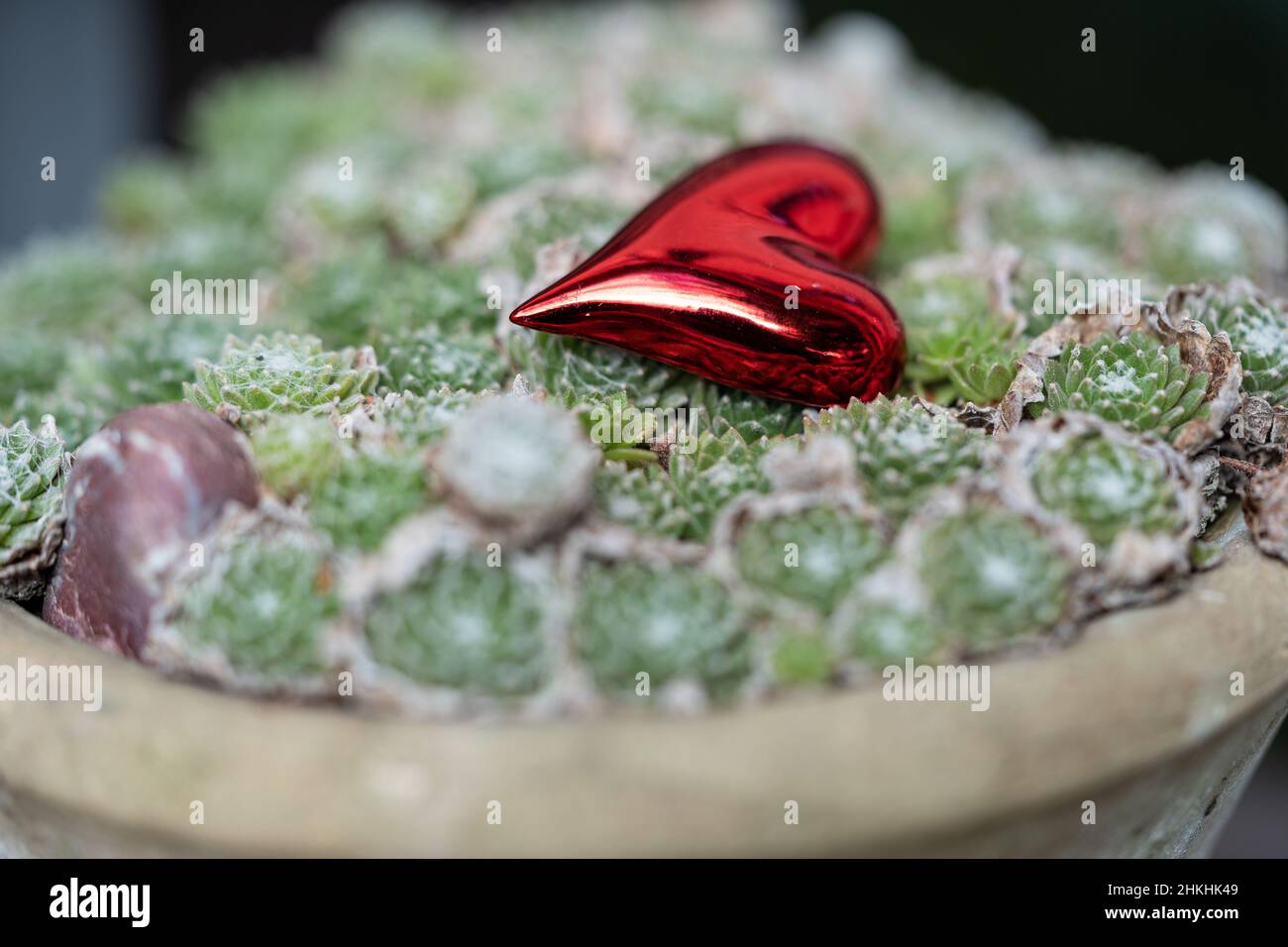 Red heart in green plants in pot. Succulent plants outdoor. For ...