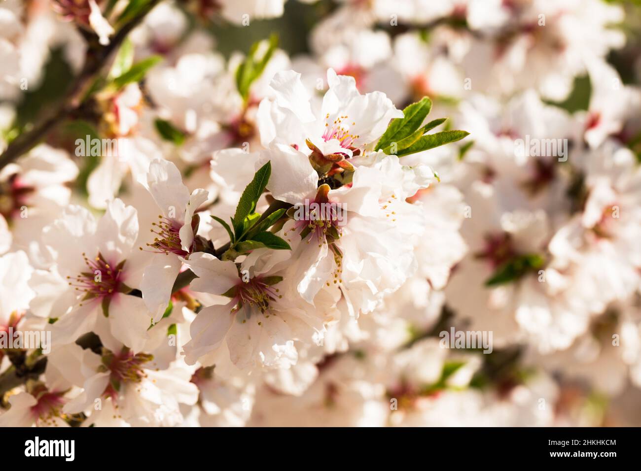 blooming peach trees in spring Stock Photo - Alamy