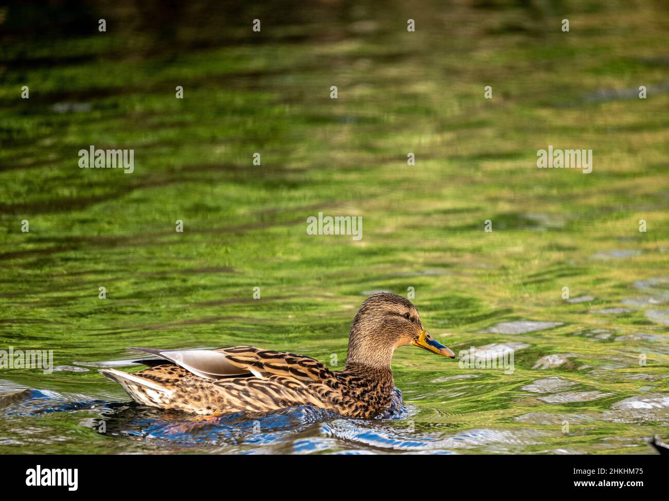 Long legged duck hi-res stock photography and images - Alamy