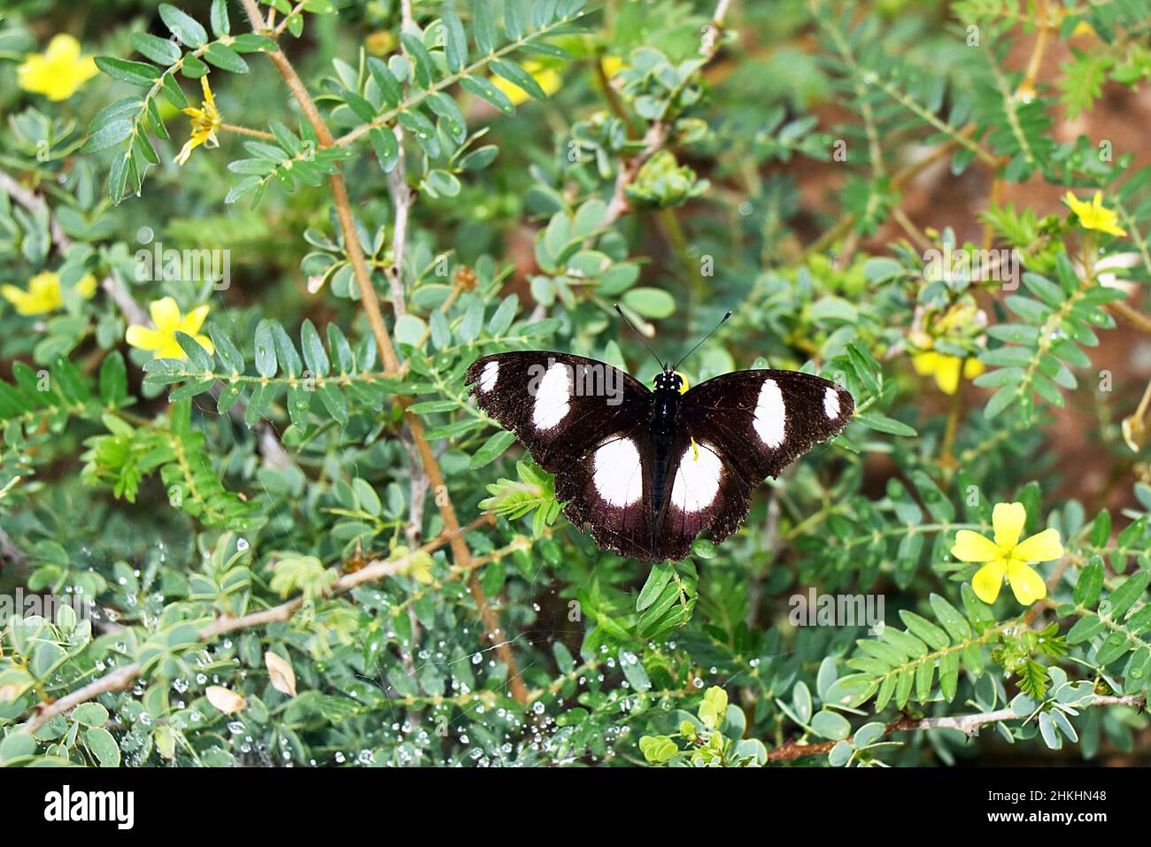 Ondekaremba game reserve hi-res stock photography and images - Alamy