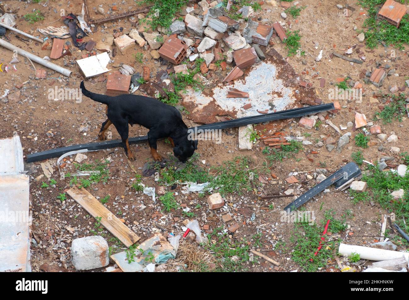 Dog walking through construction debris, dirt and rubbish on a dirt and ...