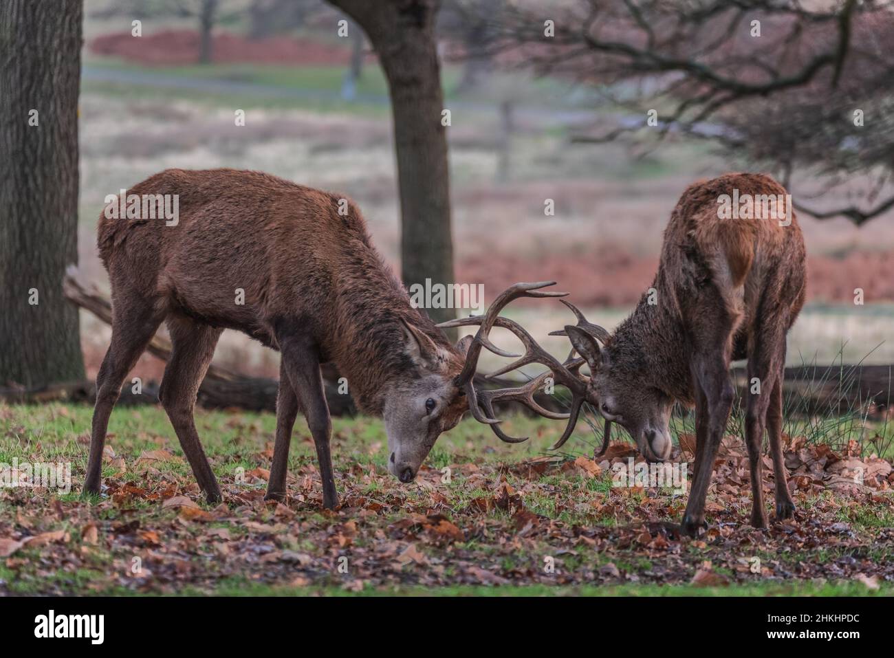 Beautiful image of red deer stags Cervus Elaphus clashing antlers ...