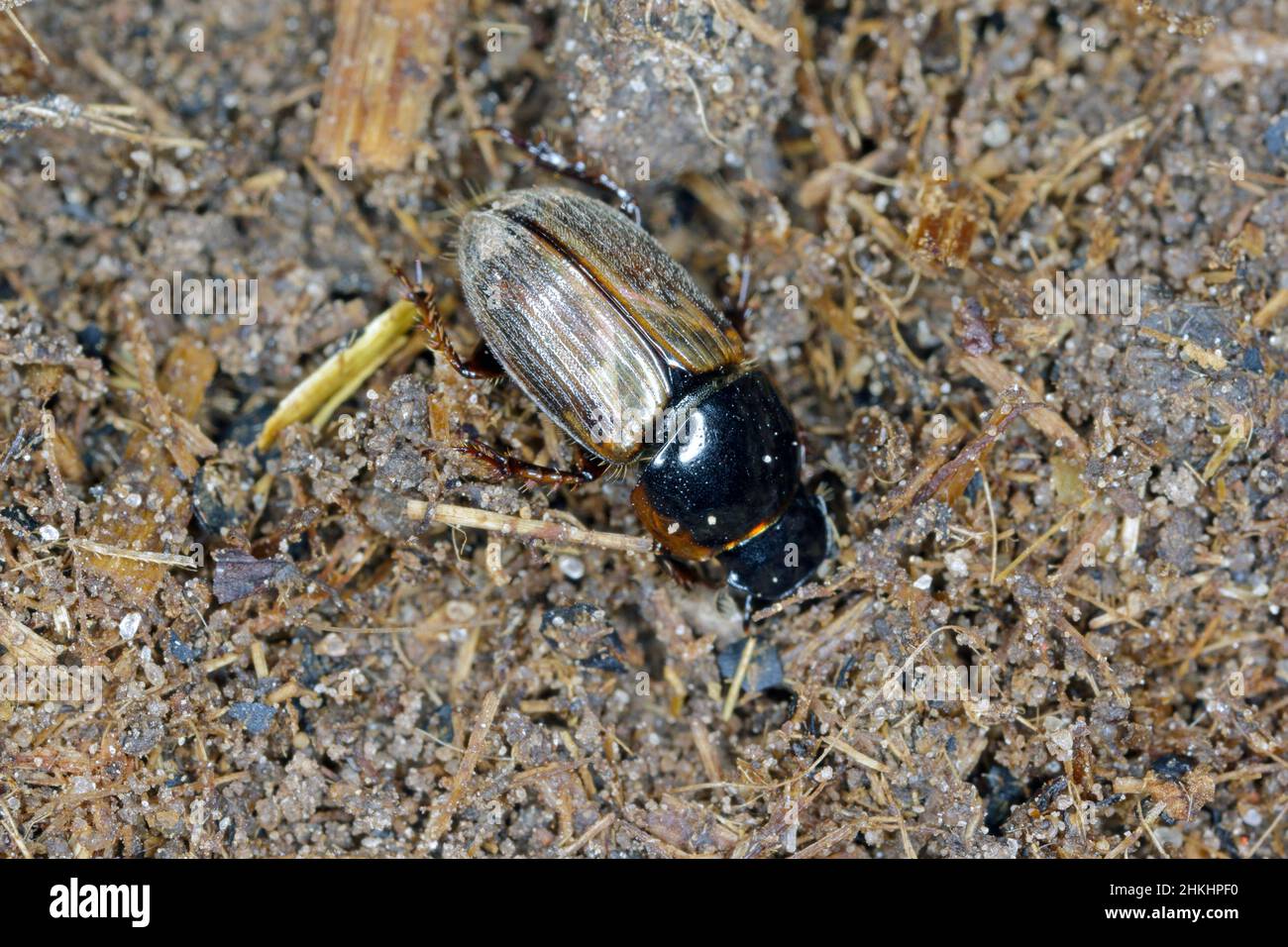 Night-flying dung beetle, Aphodius on dung Stock Photo - Alamy