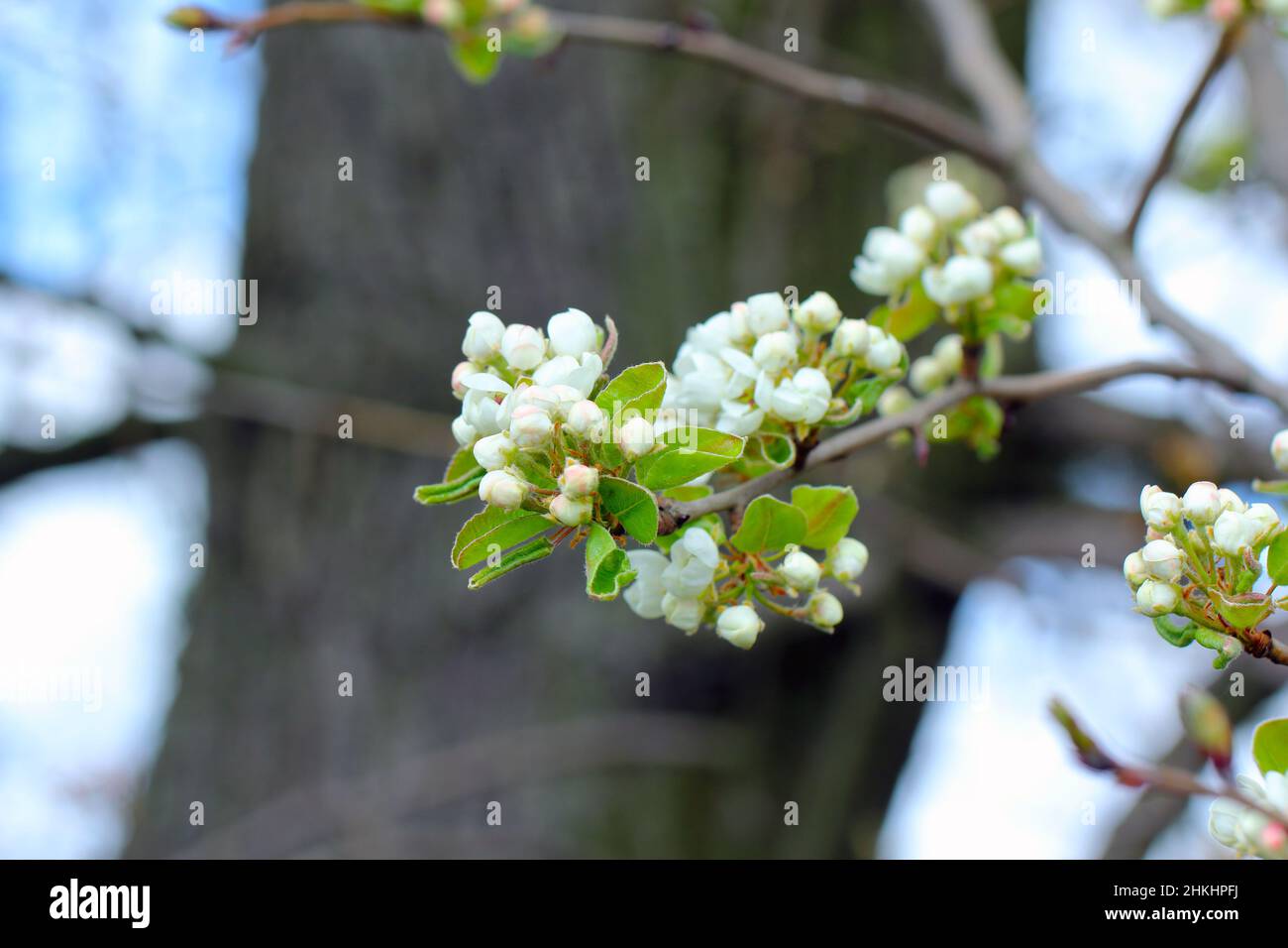 Buds Of The Pear Tree High Resolution Stock Photography and Images - Alamy