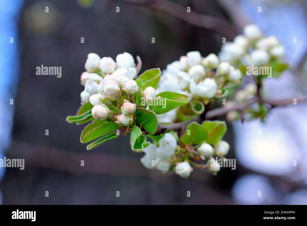 The blooming buds of a pear tree in the home garden Stock Photo - Alamy