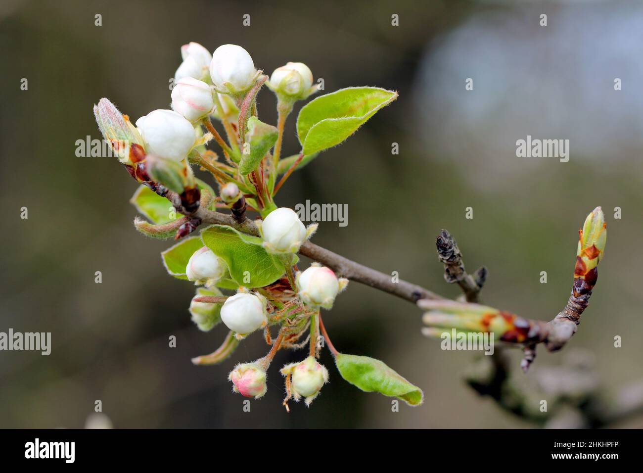 The blooming buds of a pear tree in the home garden Stock Photo - Alamy