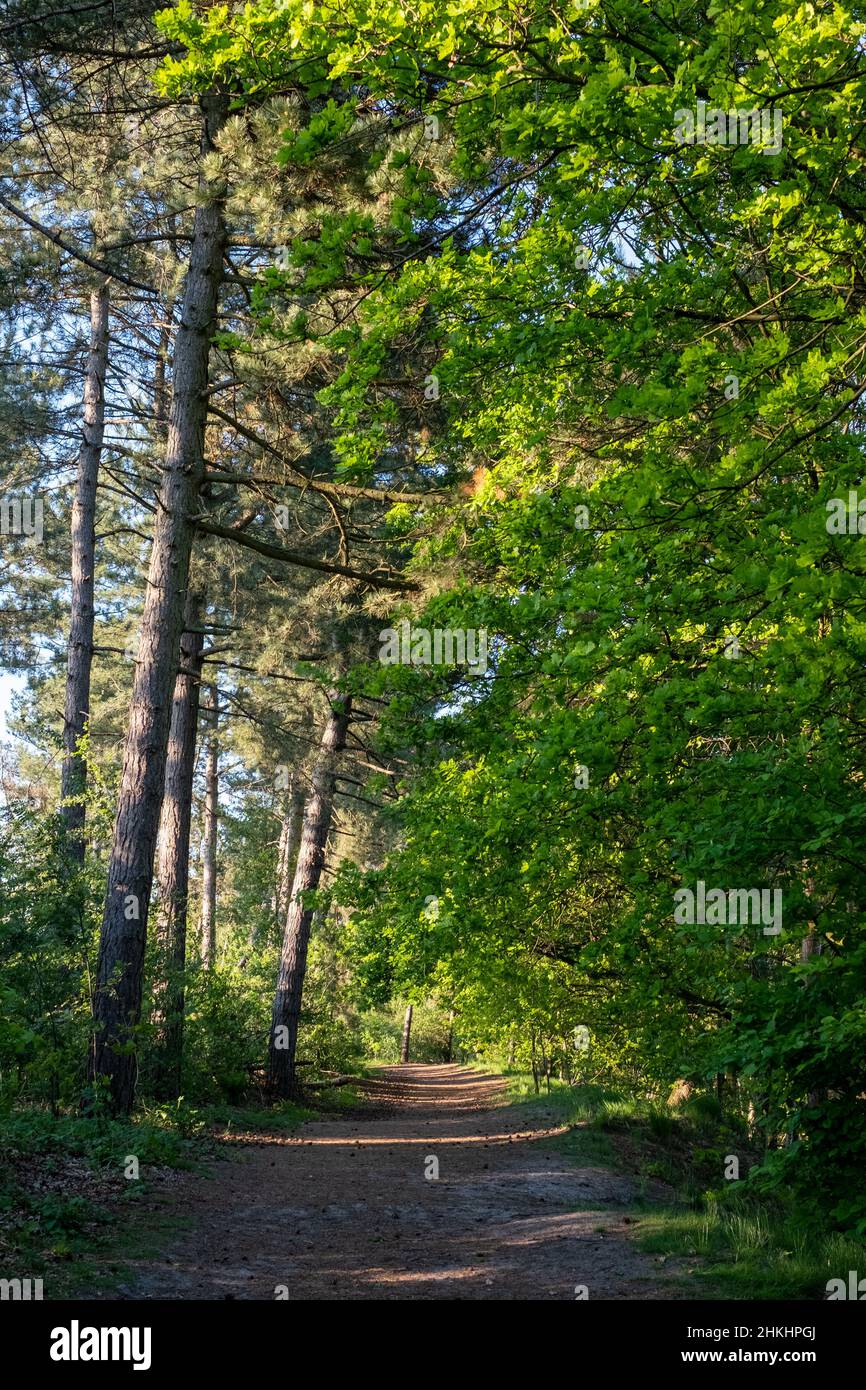 A fresh, sunny, spring morning in the forest, with the sun shining ...