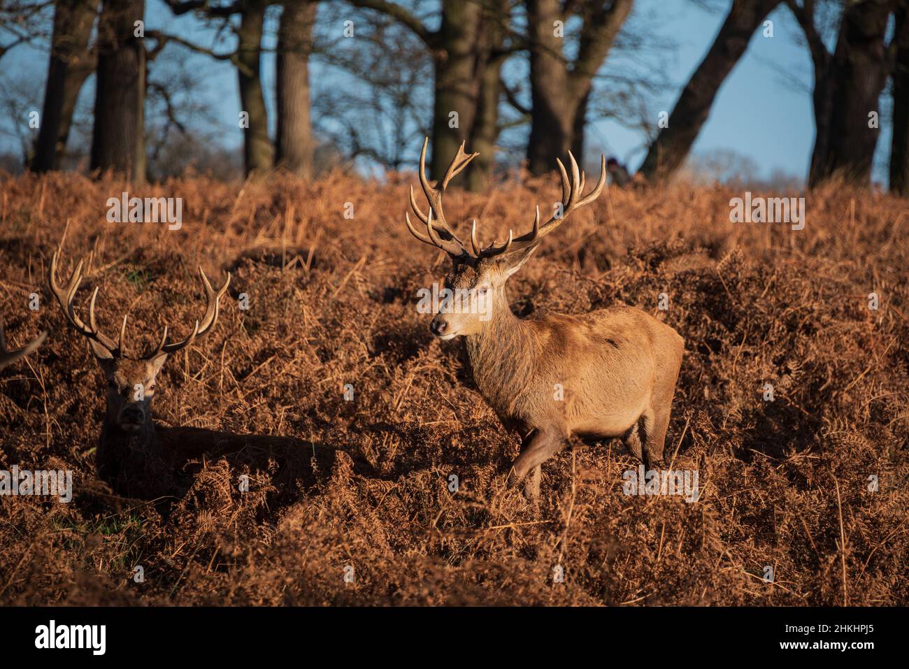 Epic image of herd of red deer stags Cervus Elaphus in glowing golden ...