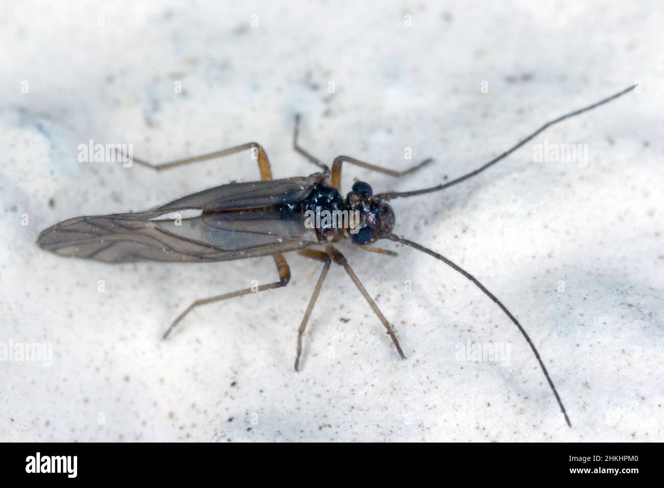 Psocid (Psocoptera) called also - booklice, barklice or barkflies, a ...