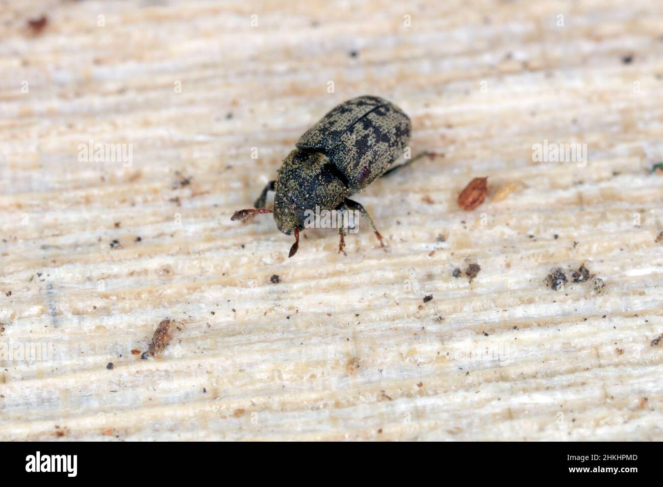 Bark beetle plaster hi-res stock photography and images - Alamy