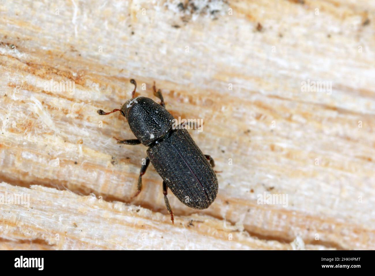 The black pine bark beetle - Hylastes ater is a species of beetle in ...