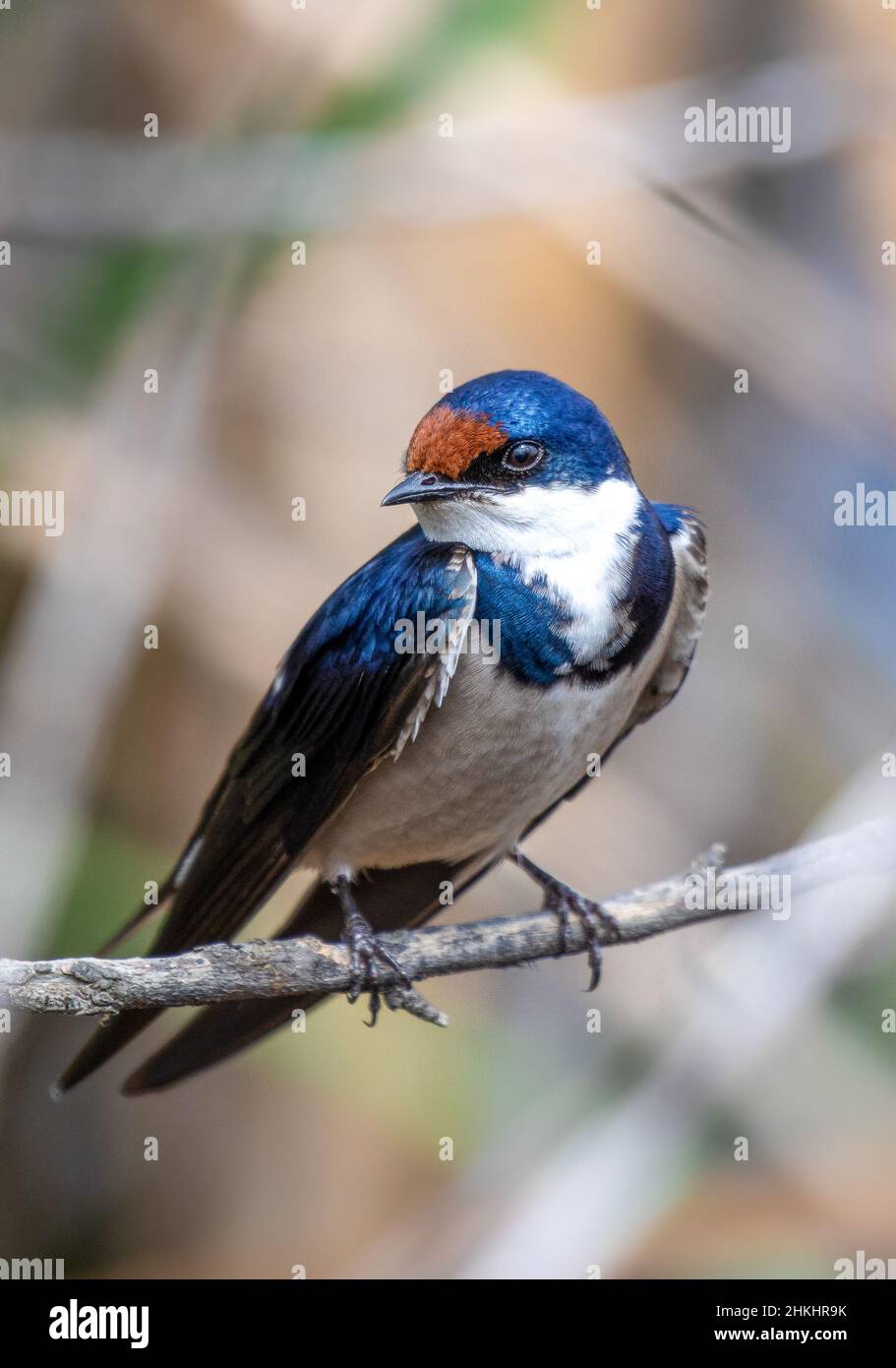 African swallow hi-res stock photography and images - Alamy