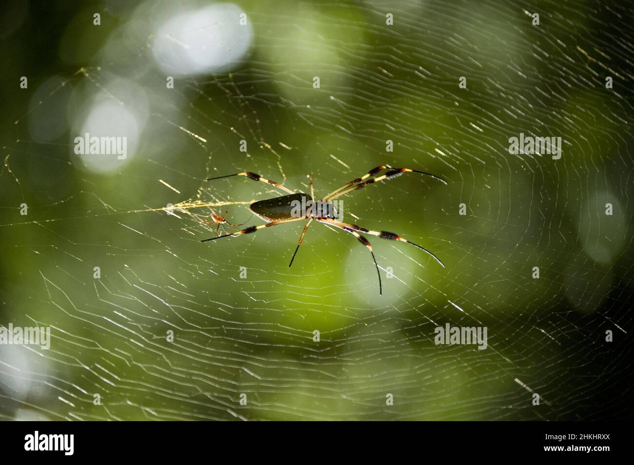 Close up of a spider on its spiderweb. Monteverde, Costa Rica. Central ...