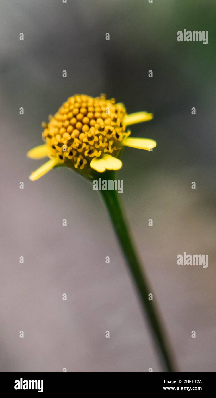India yellow fever hi-res stock photography and images - Alamy