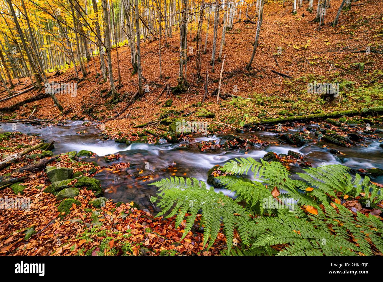 A green bush of grass against the background of an mountain river in ...