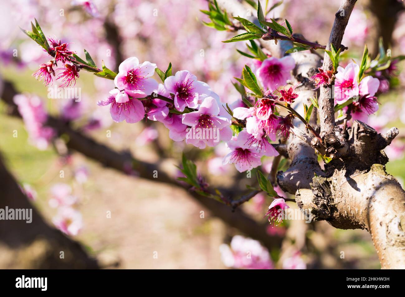 Close up many nectarines hi-res stock photography and images - Alamy