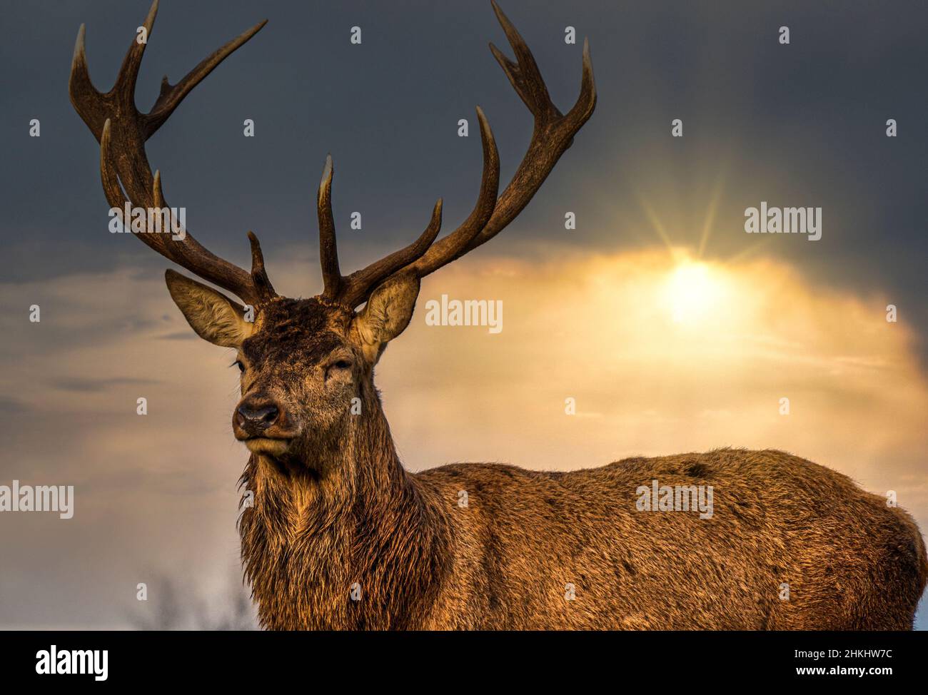 Stag sun rise hi-res stock photography and images - Alamy