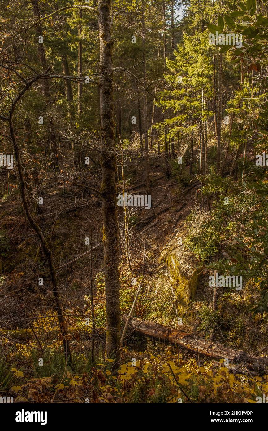 Northern California mountain forest with fallen trees and lots of ...