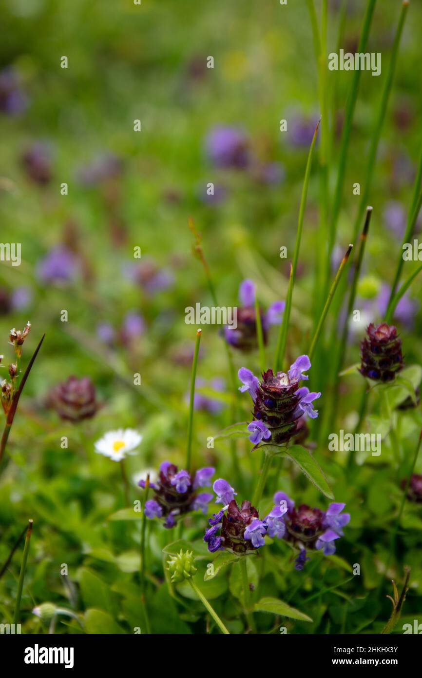 Purple wildflower Common Selfheal ( Prunella vulgaris ) Tribe Mentheae ...