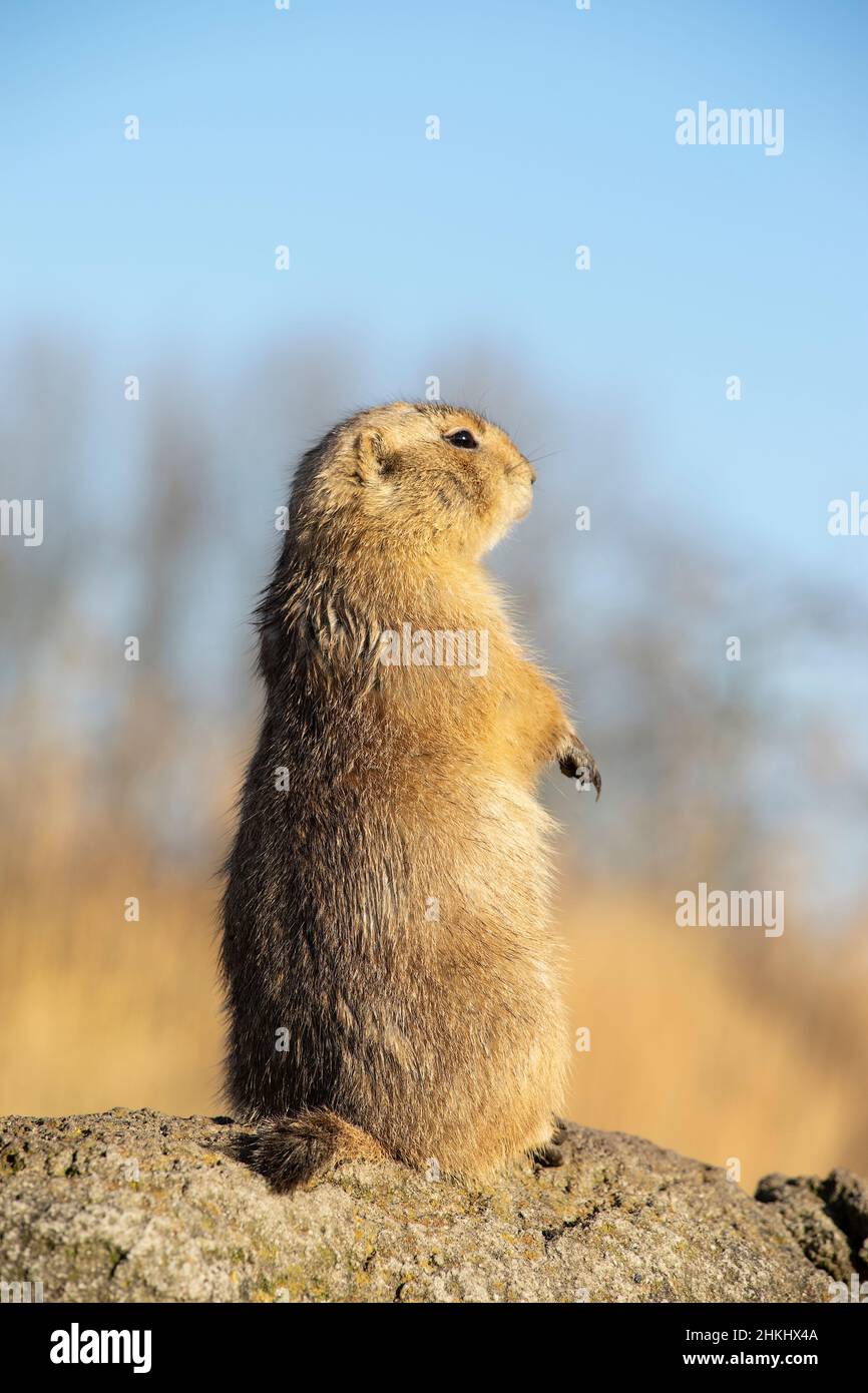 The black-tailed prairie dog, Cynomys ludovicianus, lives in colonies ...