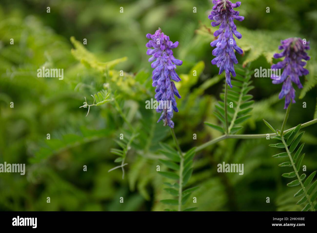 Violet flowering plant Tufted Vetch (Vicia cracca Stock Photo - Alamy