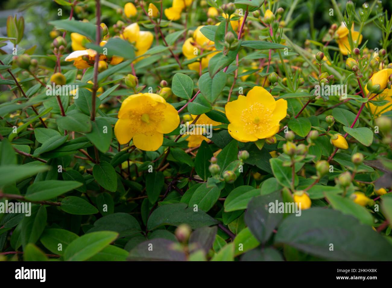 Hypericum Patulum