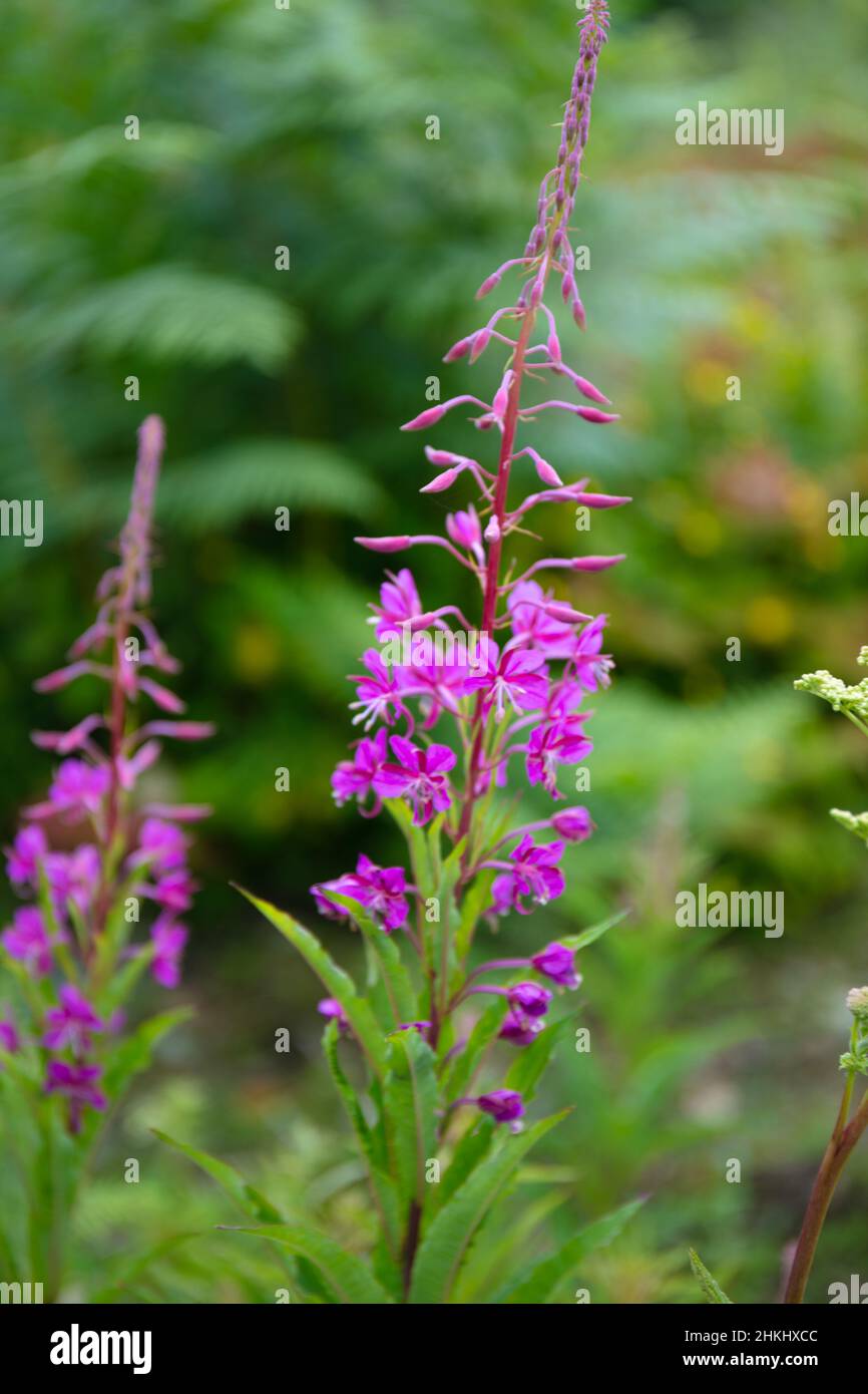 Violet wildflower of Fireweed ( Chamaenerion angustifolium Stock Photo ...