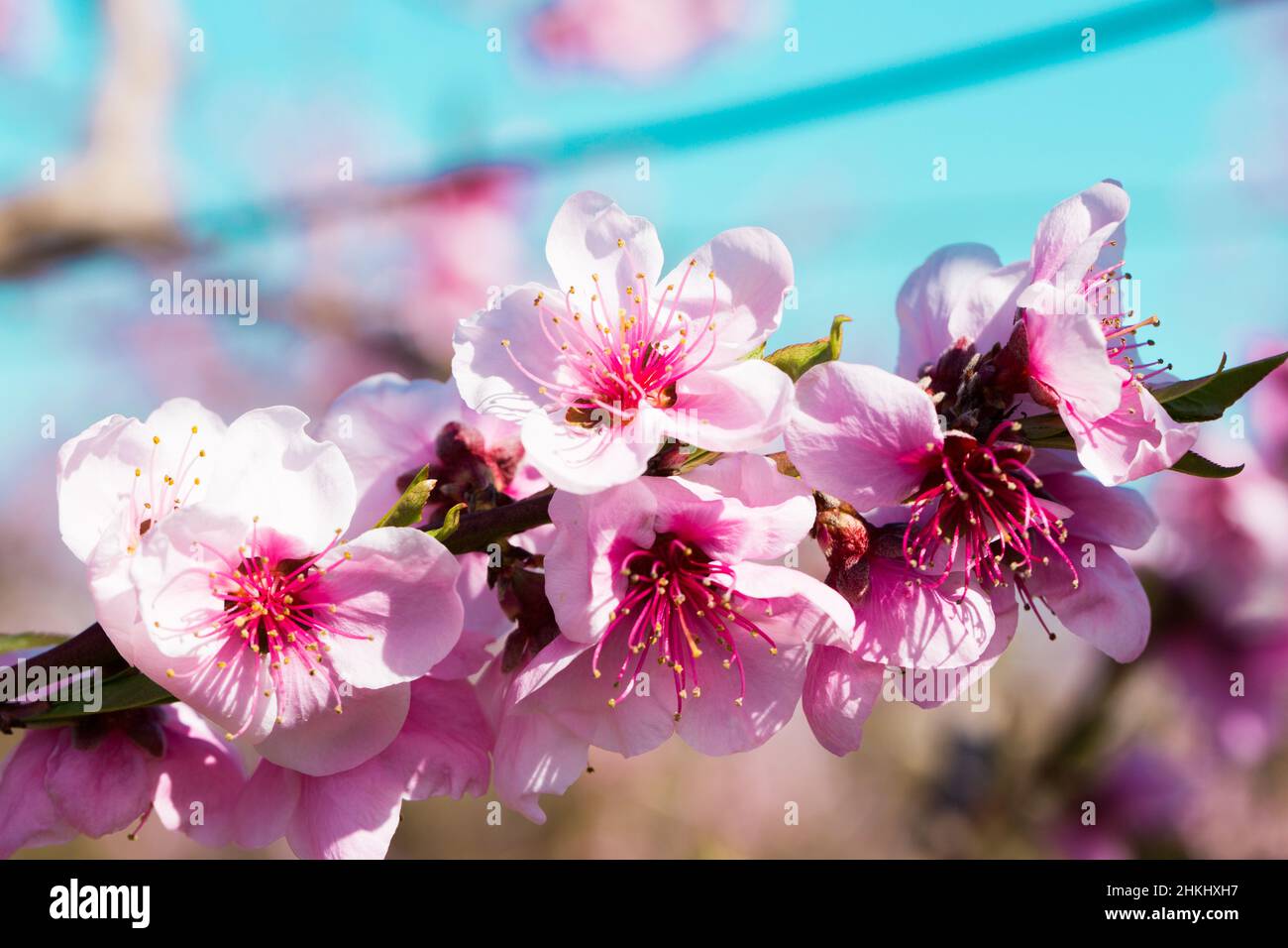 blooming peach trees in spring Stock Photo - Alamy