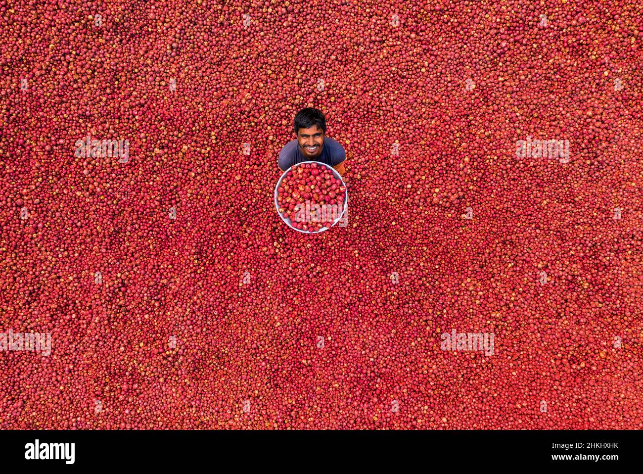 Thousands of bright red potatoes are washed and sorted at a vegetable ...