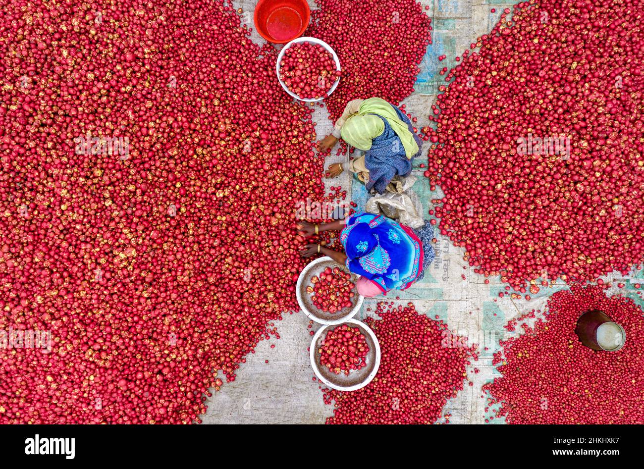 Thousands of bright red potatoes are washed and sorted at a vegetable ...