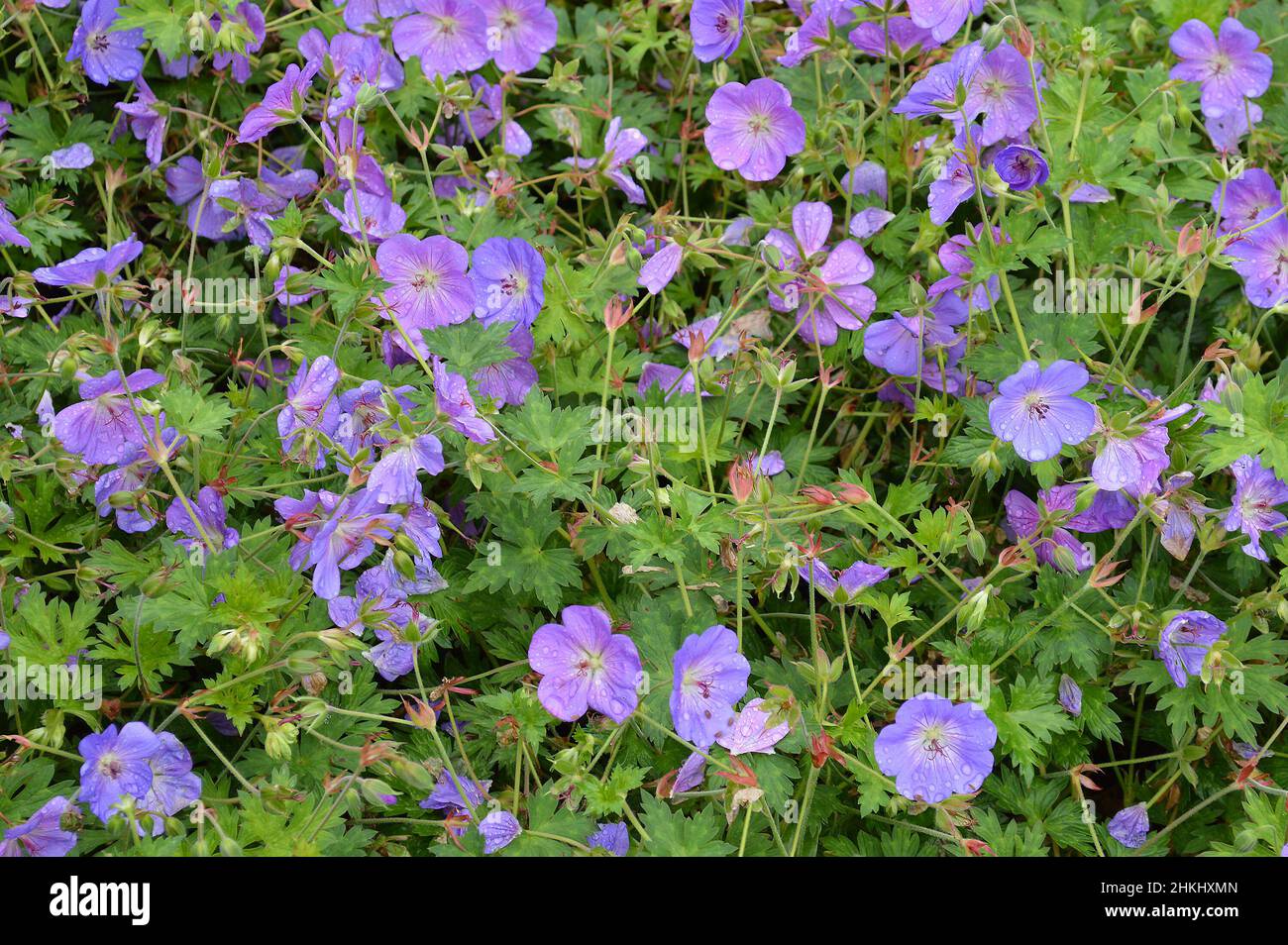 Geranium rozanne garden border hi-res stock photography and images - Alamy