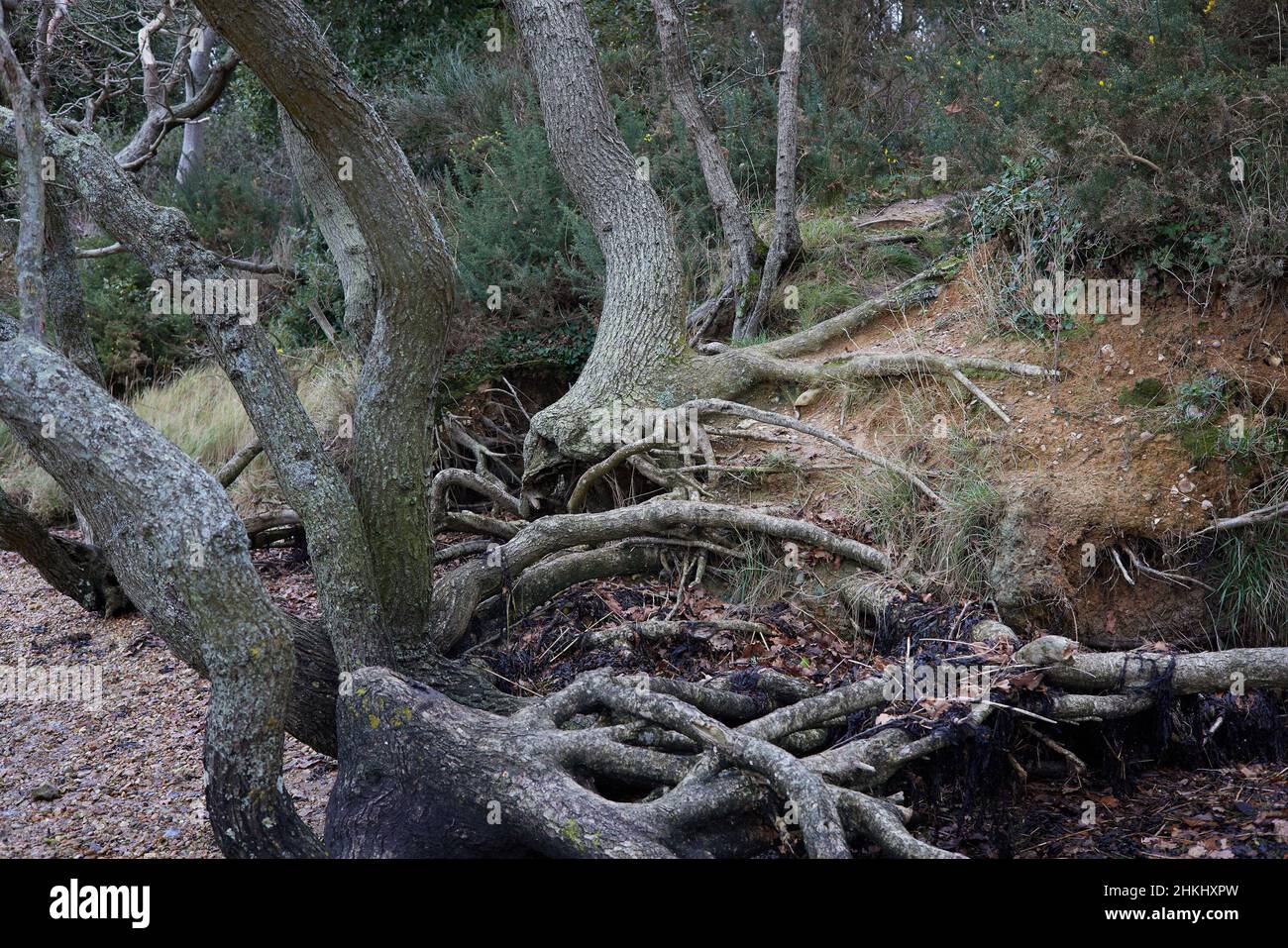 Tree roots clinging to the soil due to low level coastal erosion Stock ...