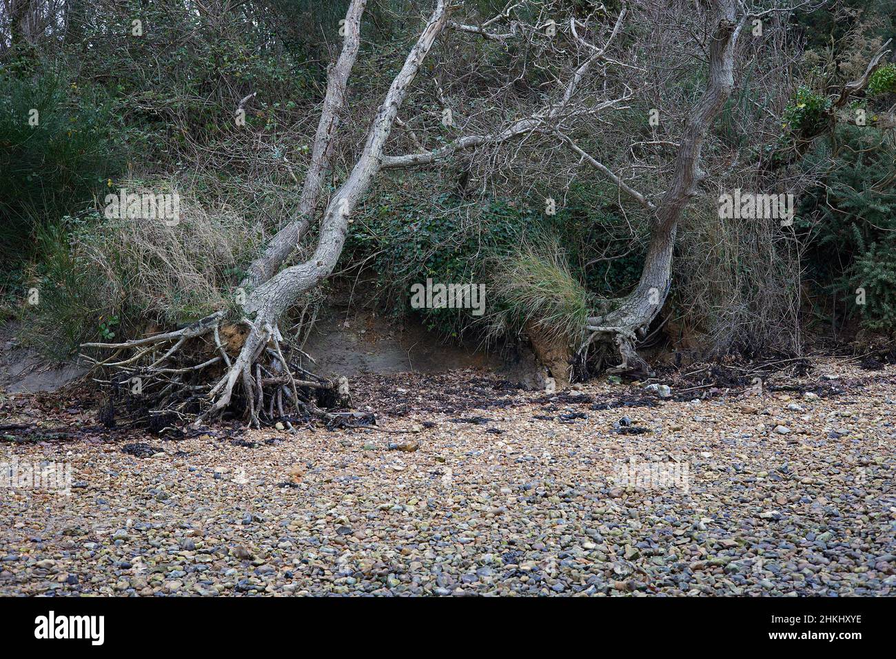 Trees clinging with their roots despite the washed away soil due to low ...