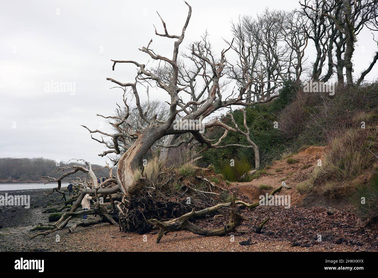 Trees clinging with their roots despite the washed away soil due to low ...