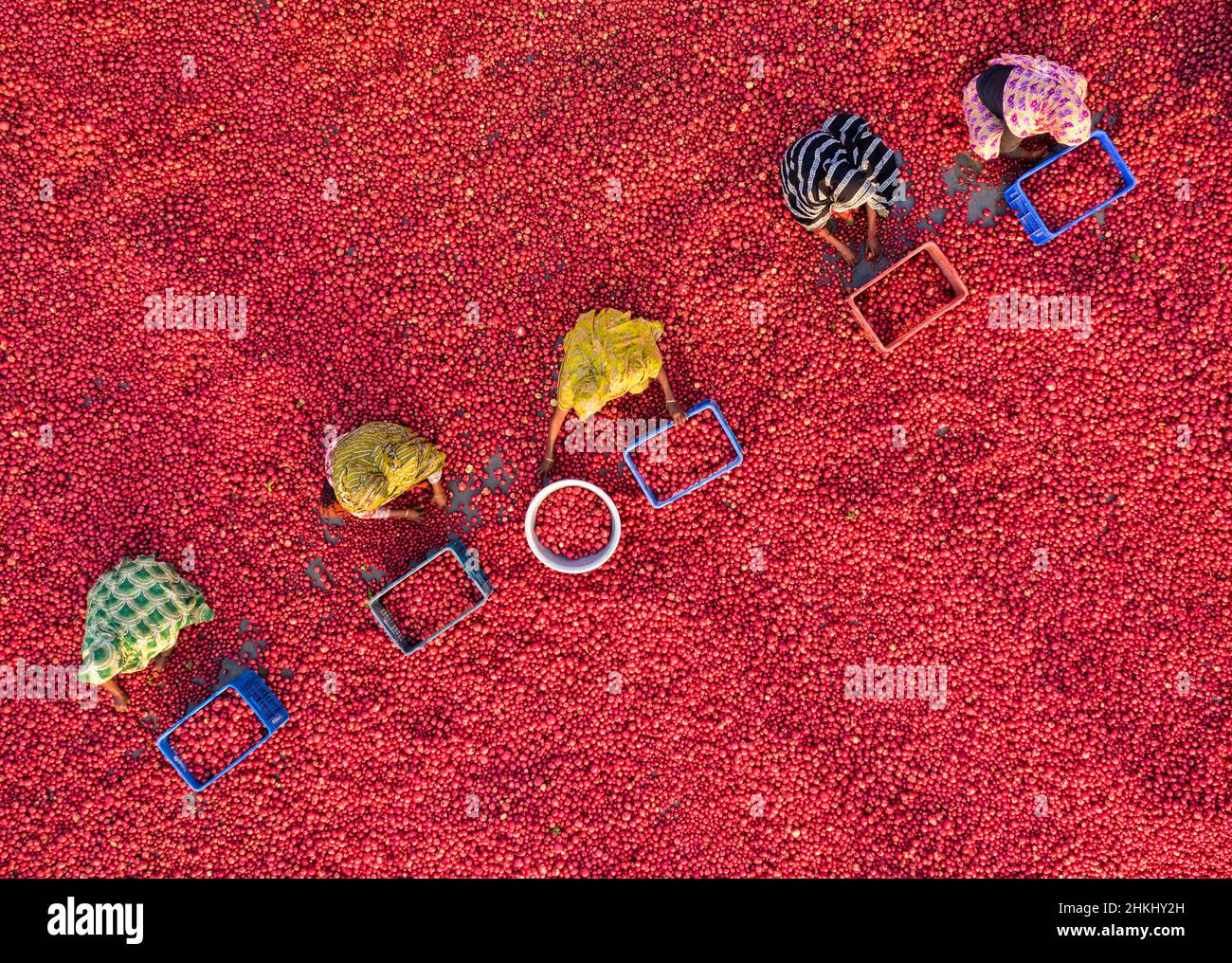 Thousands of bright red potatoes are washed and sorted at a vegetable ...