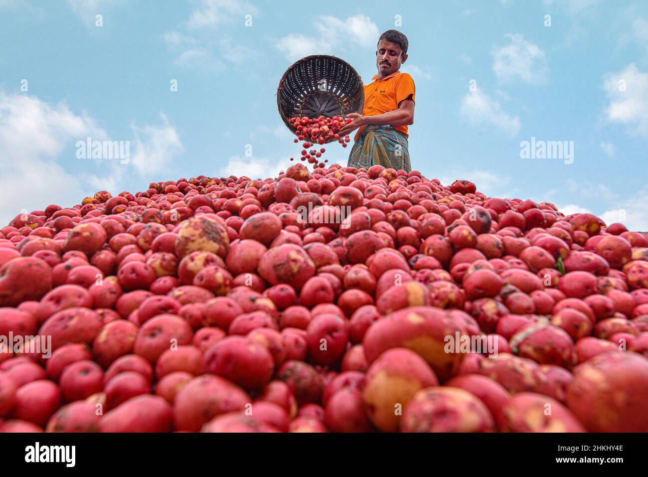 Thousands of bright red potatoes are washed and sorted at a vegetable ...