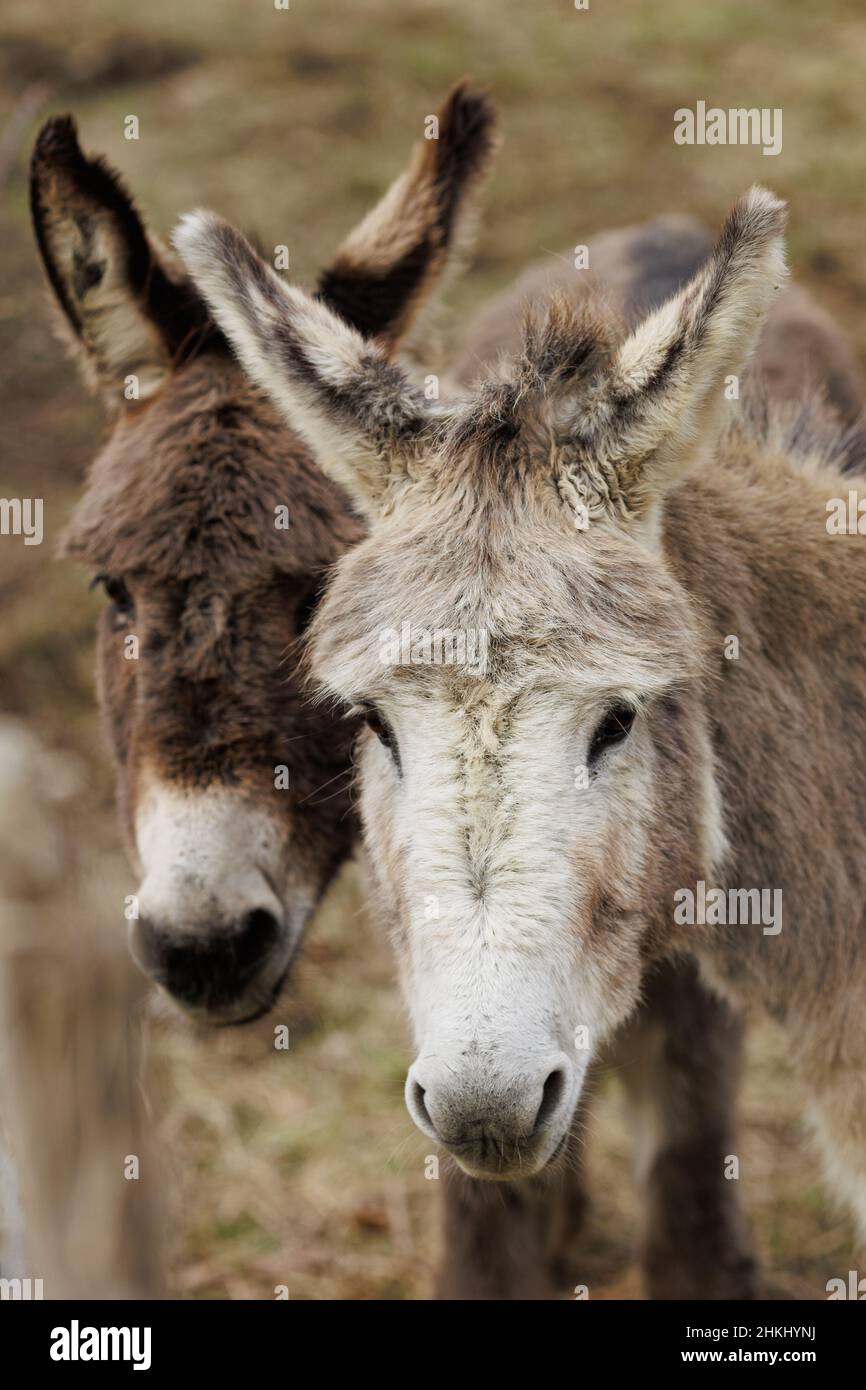 Two donkey portraits standing together Stock Photo - Alamy