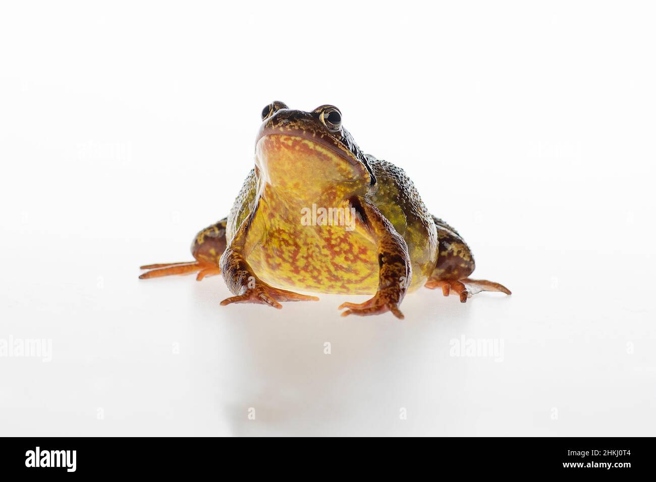Big brown frog or European common frog, Rana temporaria, isolated on a ...