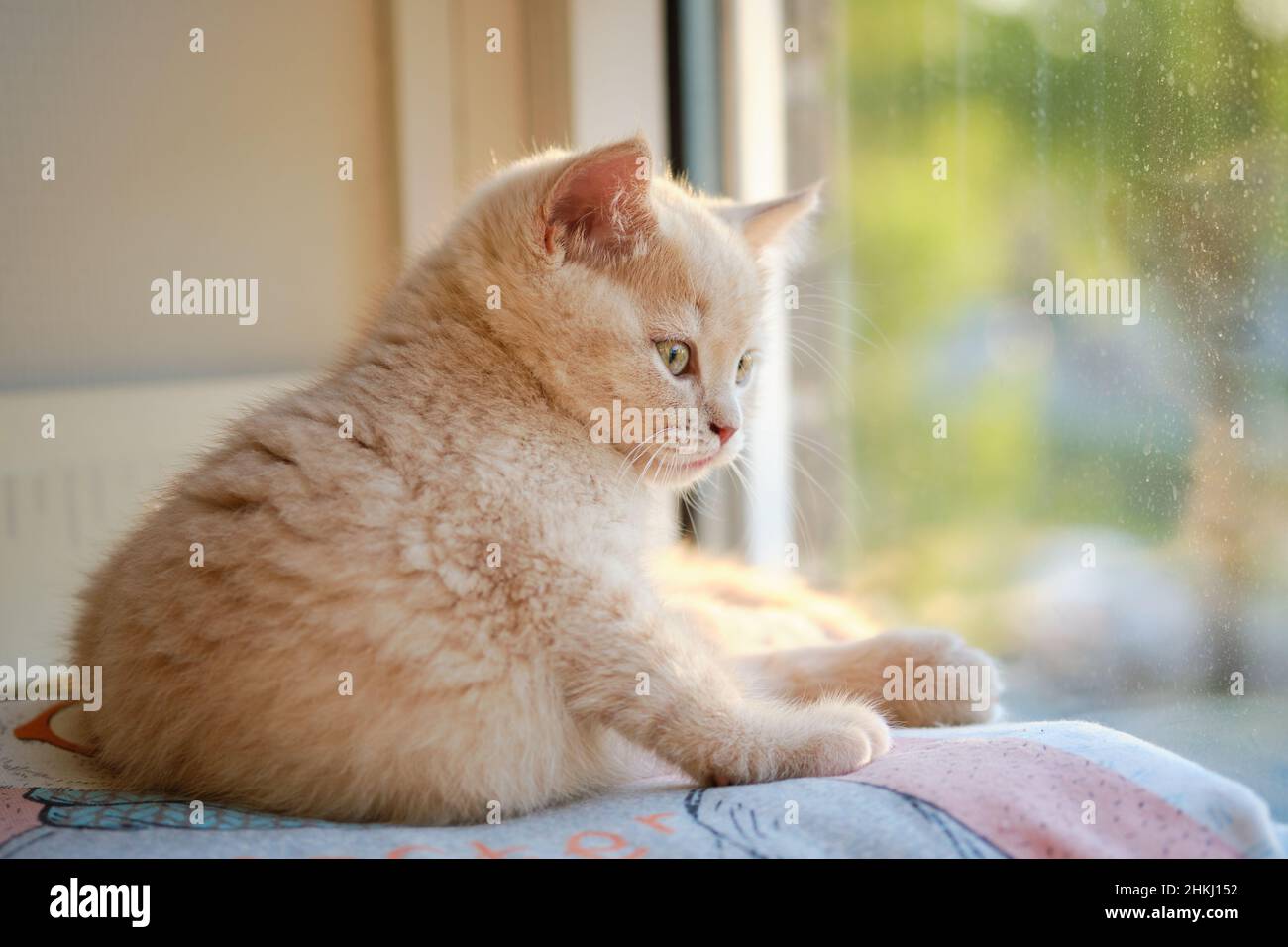 a cute shorthair ginger kitten sits on a sunny window sill during the ...