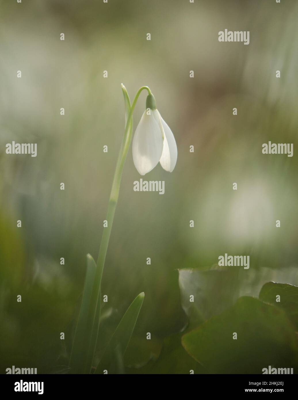 Ground Level View Of Snowdrop High Resolution Stock Photography and ...