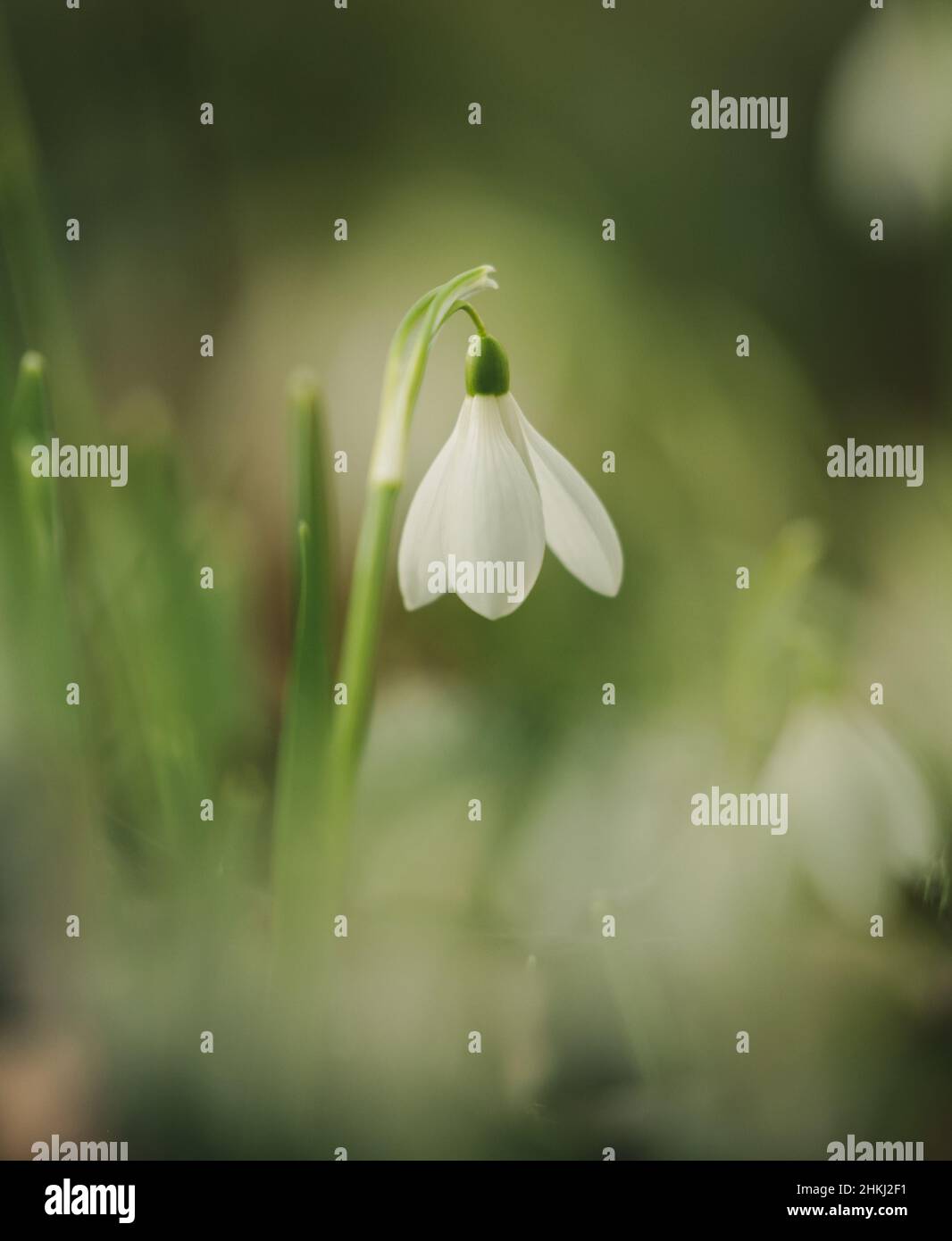 Ground level view of snowdrop hi-res stock photography and images - Alamy