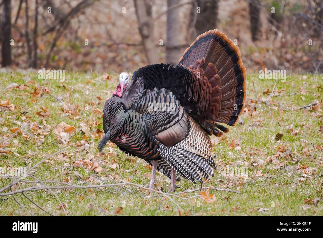 Displaying in a field hi-res stock photography and images - Alamy