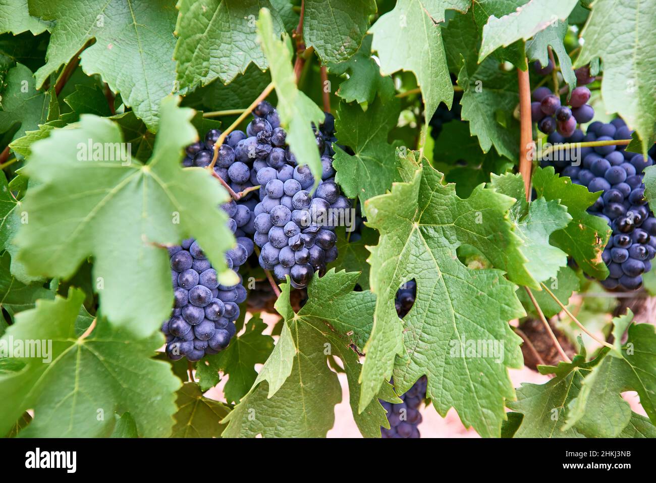 Grape Clusters on Vines Stock Photo - Alamy