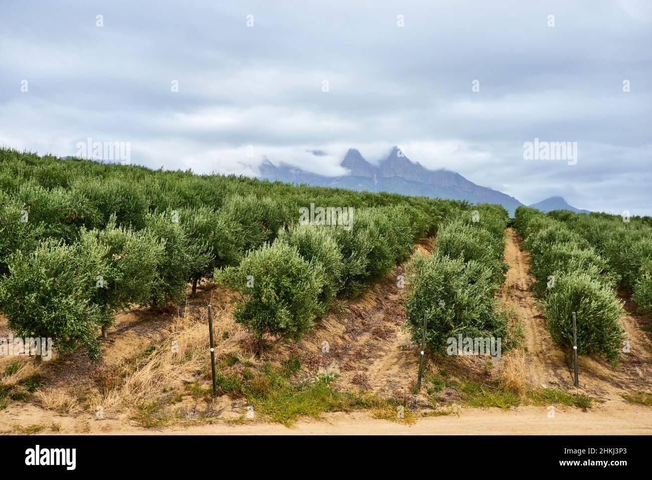 Olive tourism hi-res stock photography and images - Alamy