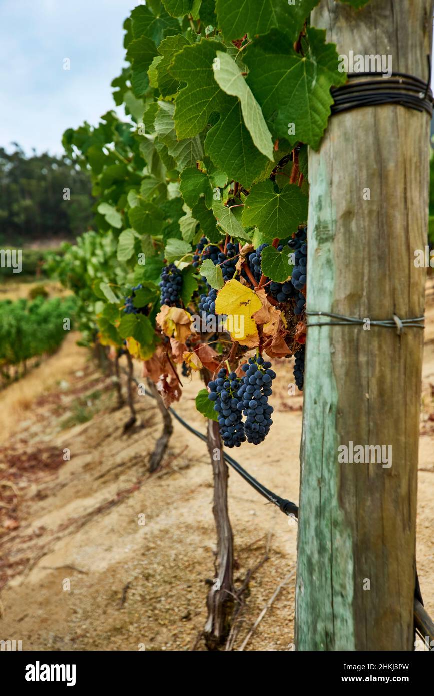 Grape Clusters on Vines Stock Photo - Alamy