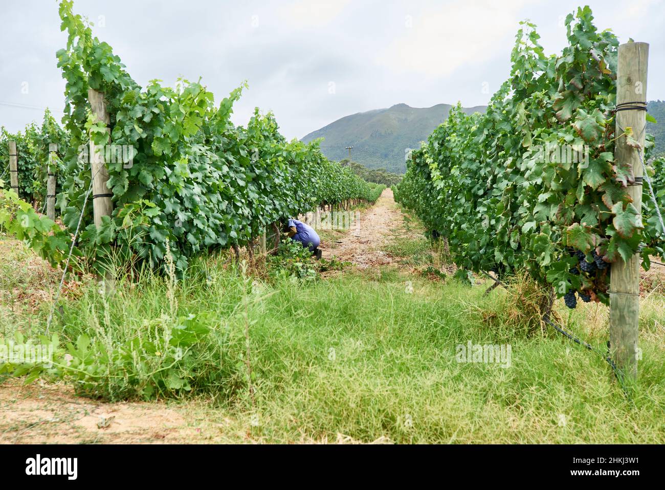 Vineyard workers hi-res stock photography and images - Alamy