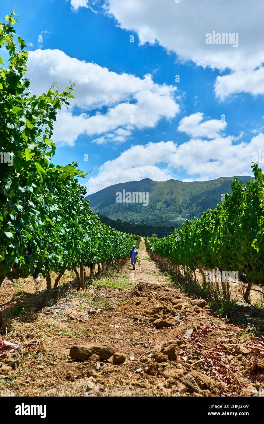 Vineyard workers hi-res stock photography and images - Alamy